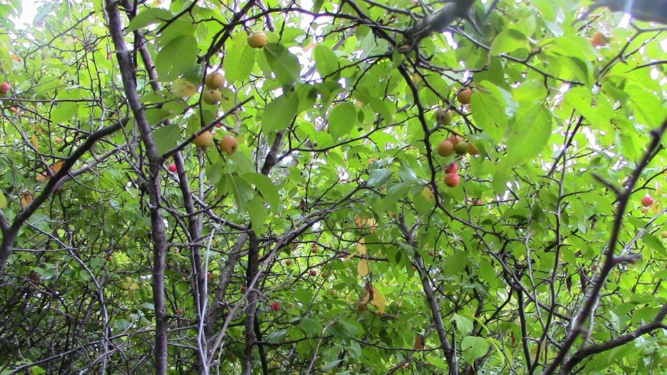 WILD PLUM TREE LIVE PLANT 12-18 INCHES Prunus spp. 1-2 YEARS OLD | eBay