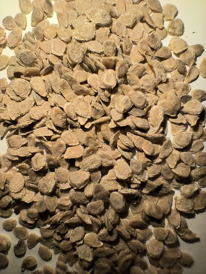 100 Heirloom Purple Cherokee Tomato Seeds - NonGMO Free Shipping ...