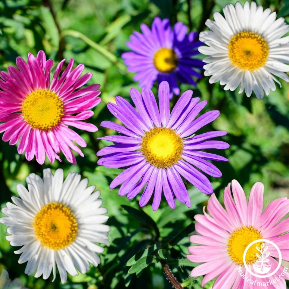 2000+ China Aster Seeds ------------------------------ Rainbow Mix -- Colorful | eBay