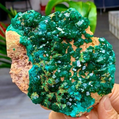 392G Natural green dioptase emerandine gemstone cluster mineral ...
