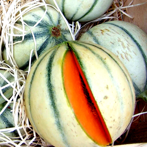 50+ CHARENTAIS MELON SEEDS 🍈 | RARE FRENCH HEIRLOOM • NON-GMO | FREE ...