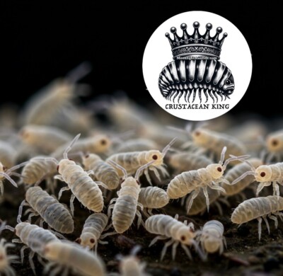 Temperate White Springtails (Collembola sp.) - Active Colony! | eBay