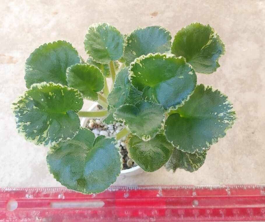 African Violet Plant -- VaT- AMAZONKA ~~ Variegated standard | eBay