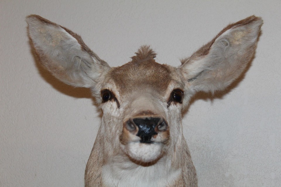 Vintage Mule Deer Head Shoulder Mount Taxidermy Mount Antler Hunt ...