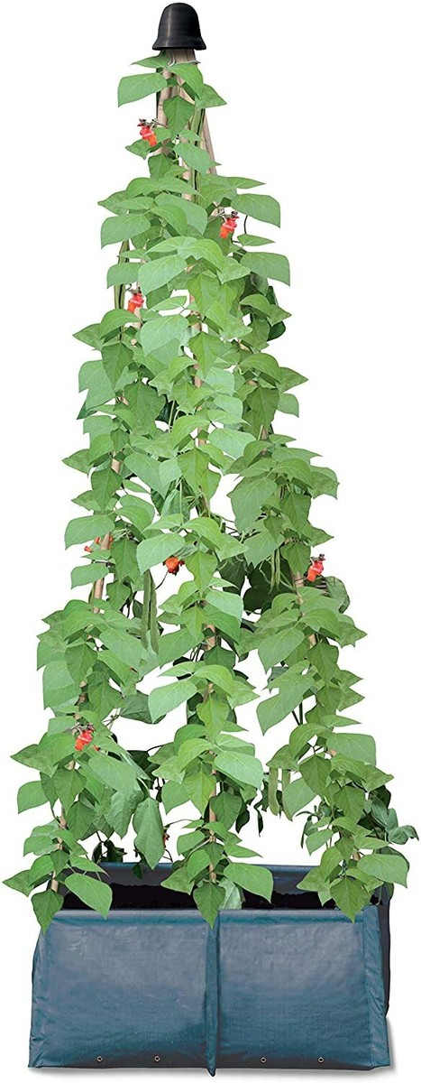 Growing Beans In Containers