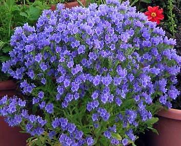 Echium plantagineum Blue Bedder 1,000 seeds | eBay