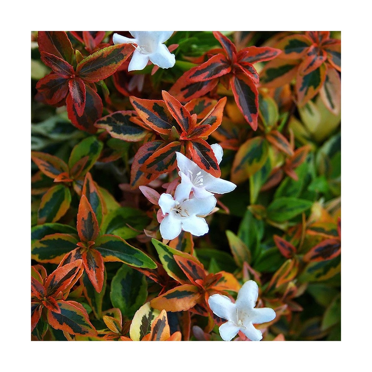 Shrubs For Planting Outdoors Southern Living Kaleidoscope Abelia Shrub ...
