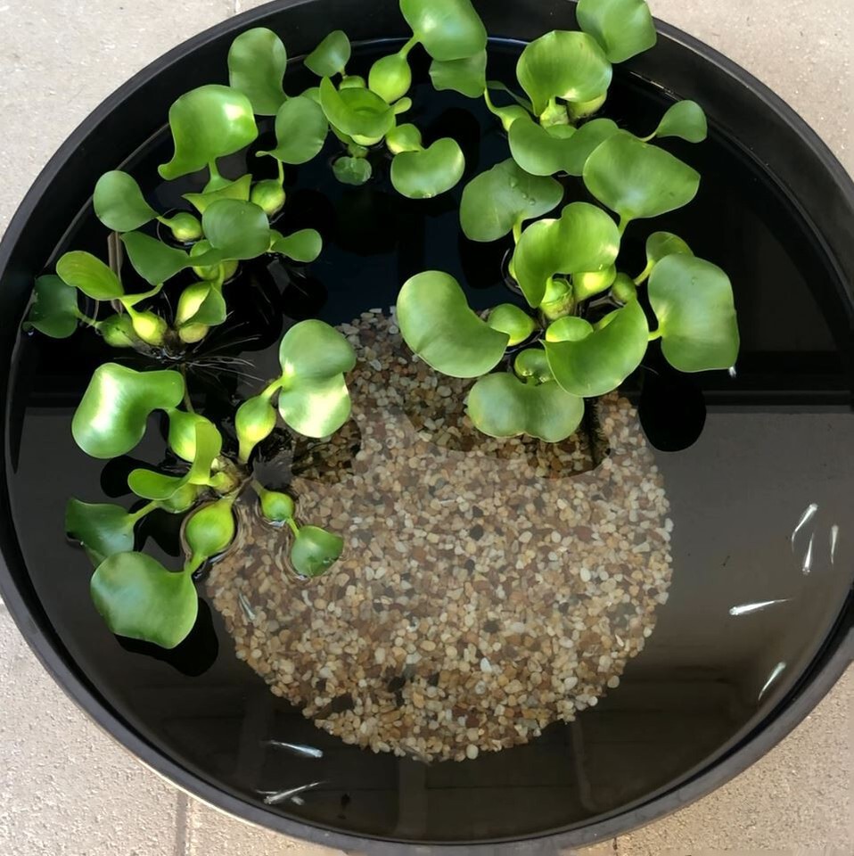 8 Medaka, Platinum Blue Miyuki Japanese Rice Fish, Easy Hardy Aquarium ...