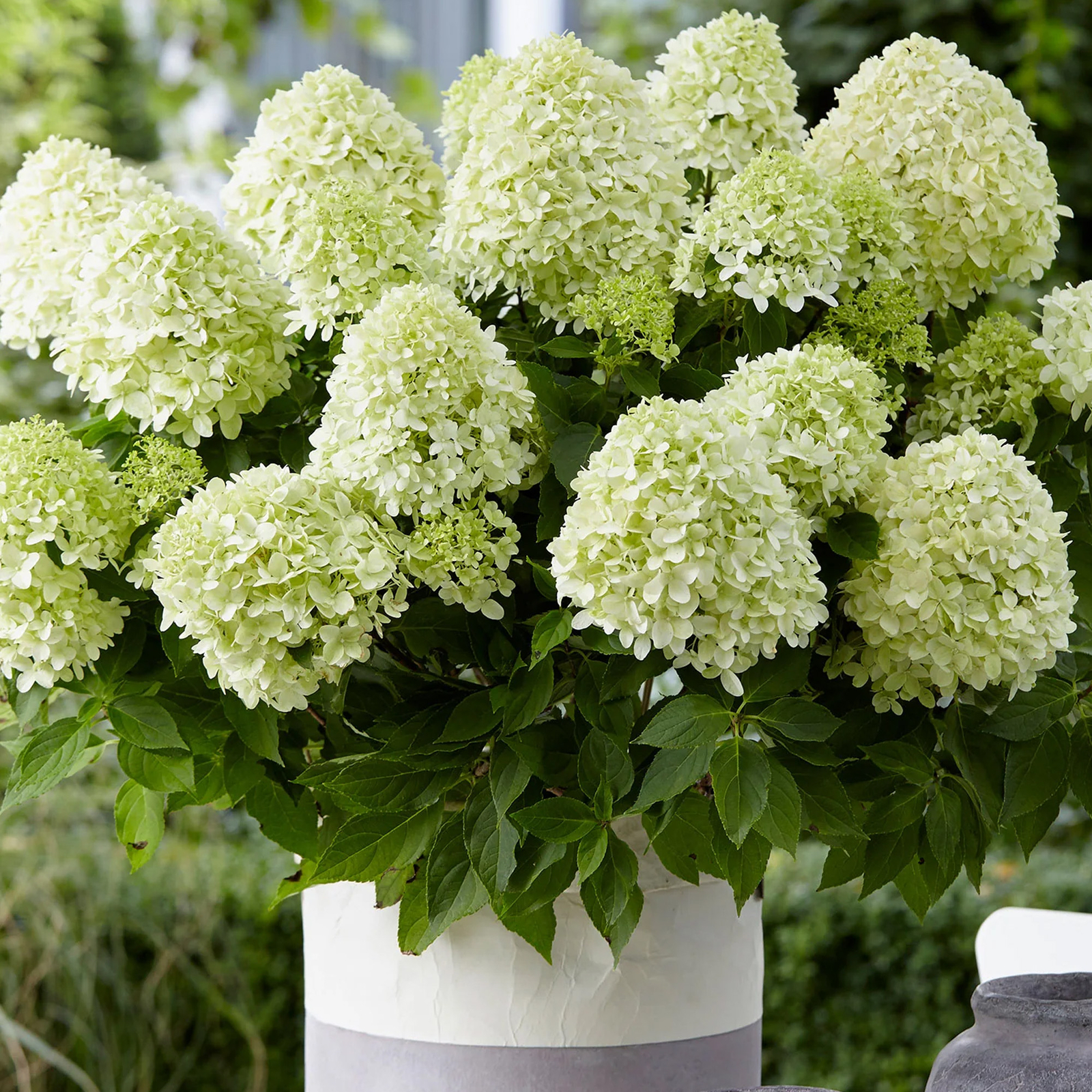 Hydrangea Little Spooky Dwarf Perennial Outdoor Garden Ready Shrub in ...