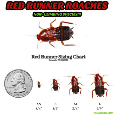 1000+ Turkestan Red Runner "Blatta Lateralis" Feeder Roaches Dubia ...