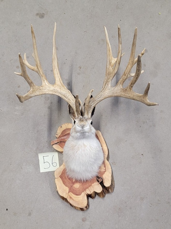 New Jackalope mount/Taxidermy/deer mount/antlers/craft/hunting/art ...
