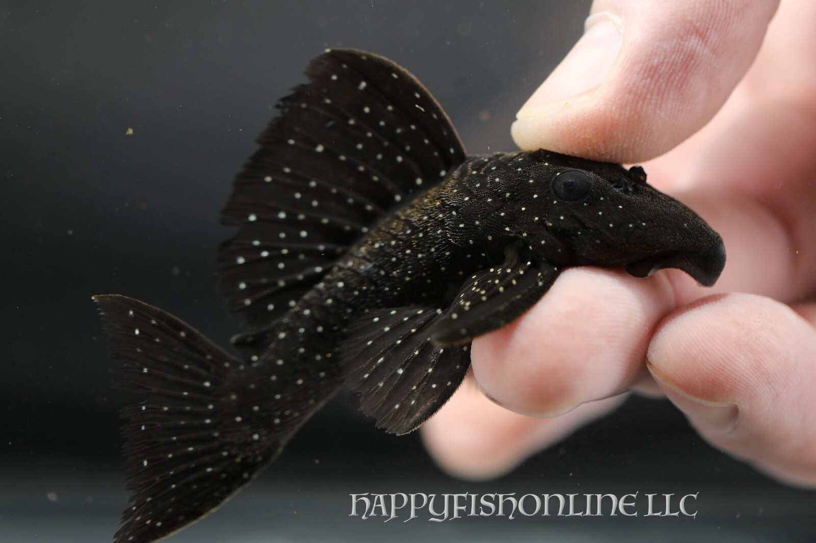 L315 PLECO! GORGEOUS BLACK & SPOTTED VERY UNCOMMON PLECO - LIVE FISH WC ...