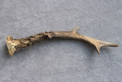 REAL ROE DEER ANTLER (HORN, CABIN, KNIFE, CARVING, ART, JEWELRY) | eBay