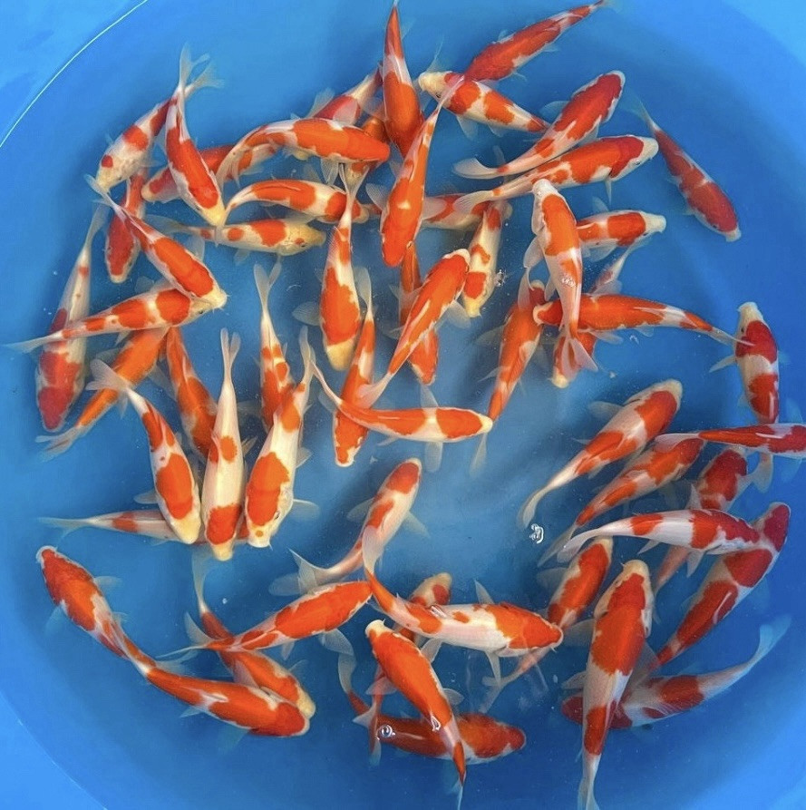 LOT of 10 - 4 to 5” HQ KOHAKU JAPANESE LIVE KOI FISH A-1 KOI | eBay