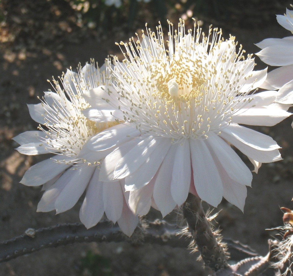 Cactus Night Blooming Cereus 319 Night Blooming Cereus Stock Photos,
