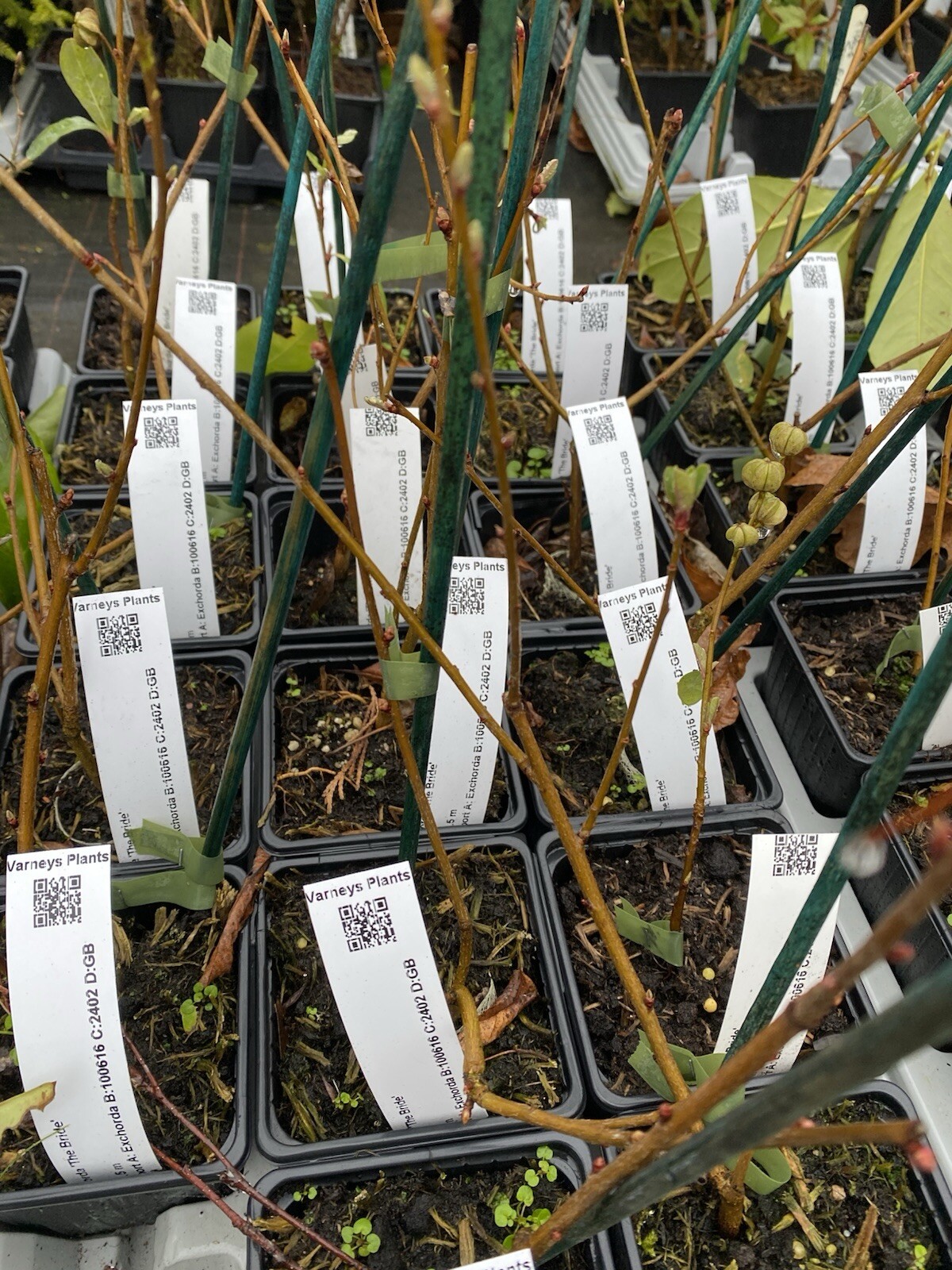 EXCHORDA THE BRIDE PLANT HARDY SHRUB WHITE FLOWERS PEARLBUSH 9CM POT ...