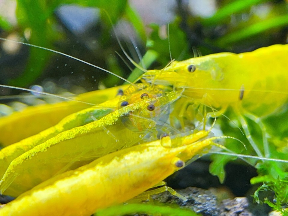 10+1 Neon Yellow Shrimp - Yellow Golden Back - Neocaridina Live Shrimp ...