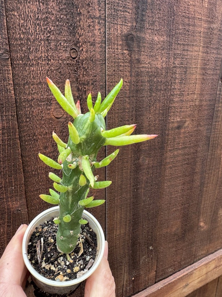 Eve's Needle Cactus - Austrocylindropuntia subulata cactus Cacti ...