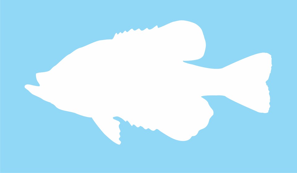 Crappie Panfish STENCIL Outdoor Summer Fish Wildlife Lake Pond DIY ...