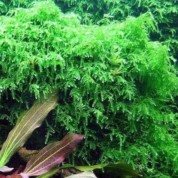 Weeping moss Live Aquarium Plants for Shrimp Fish Nano Tank Terrarium ...