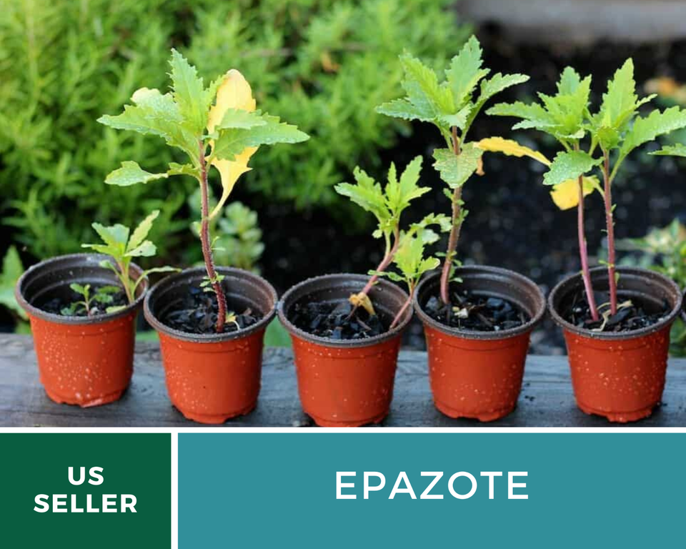 Epazote Seeds, Heirloom Mexican Tea Herb, Culinary and Medicinal, USA ...