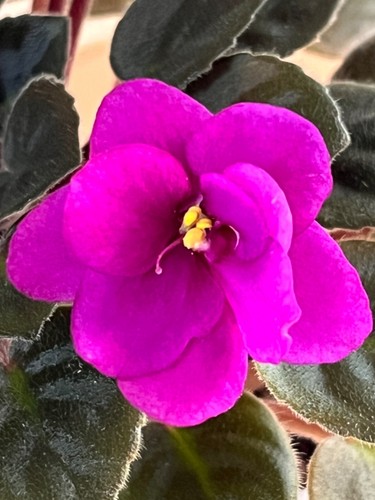Optimara Little Blackfoot African Violet Plant, Semimini, Vintage !! | eBay