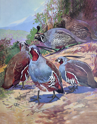 California Quail by Lynn Bogue Hunt 11 x 14 | eBay