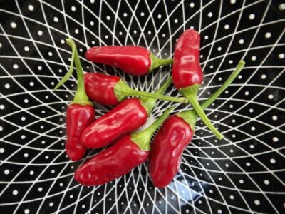 Jalapeno Apache Chili - 5+ seeds - INTERESTING AND AROMATIC! Ch 160 ...