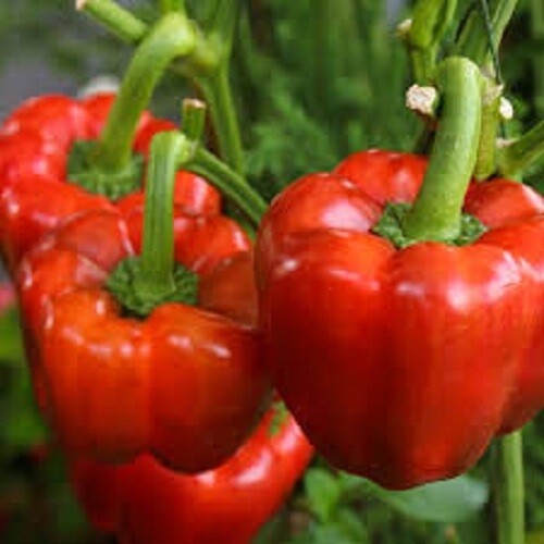 CALIFORNIAN WONDER CAPSICUM SEEDS Vegetable Garden Heirloom Capsicum ...