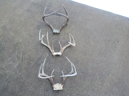 3 X LARGE PRETTY WHITETAIL DEER MULEY RACKS ANTLERS HORN SHED TAXIDERMY ...