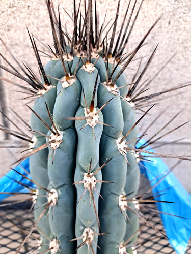 Stetsonia Cyrone Blue Long Spines Columnar Cactus Cutting #3 14H *1025 ...