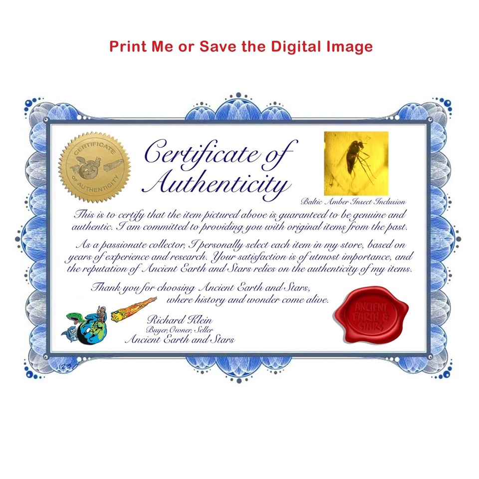 Baltic Amber Prehistoric Insect Inclusion with 4x Magnifying Case and ...