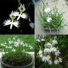 Japanese Radiata White Egret Orchid Flower 50Pcs Seeds...(#5422) | eBay