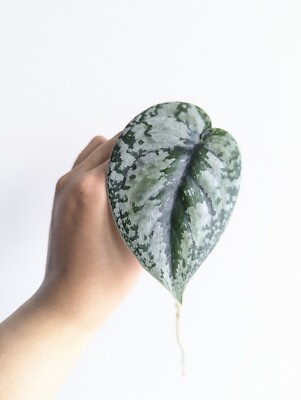 Scindapsus Pictus Tattoo | eBay UK