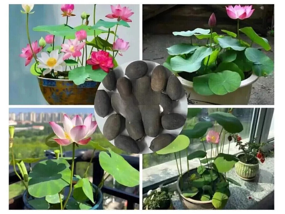 90Pcs Seeds Lotus Flower Seed Hand Picked Aquatic Plants Water Garden ...
