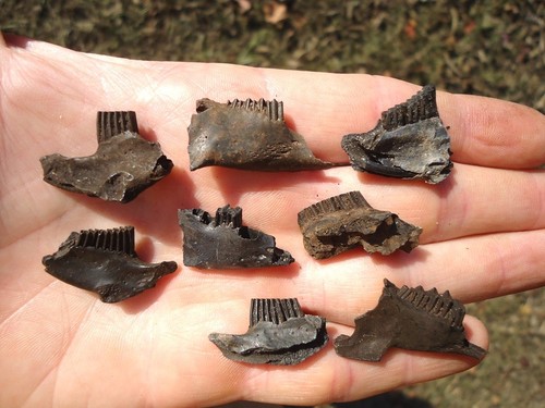 8 RODENT & RABBIT JAWS w/ TEETH FLORIDA FOSSILS ICE AGE EXTINCT TOOTH ...