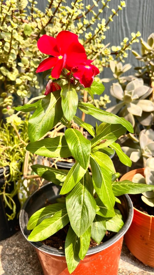 bright eyes, Cape periwinkle, graveyard plant, Madagascar Vinca ...
