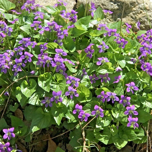 25 Purple Violets Live Starter Plants Bulbs Perennial Bare Root Flower ...