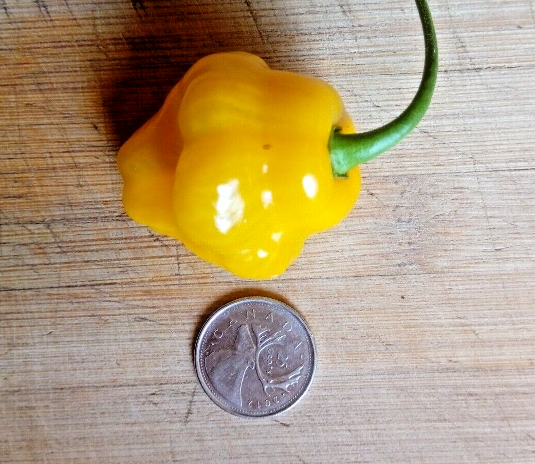 20 trinidad perfume organic sweet pepper seeds straight from the farm ...