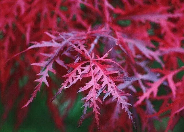 Acer Tree Japanese Maple palmatum dissectum Firecracker Dwarf Tree 2-3L ...