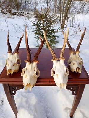 Set - 4 Roe Deer Roebuck Deer Skull Antlers Home Decor Nature Anatomy ...