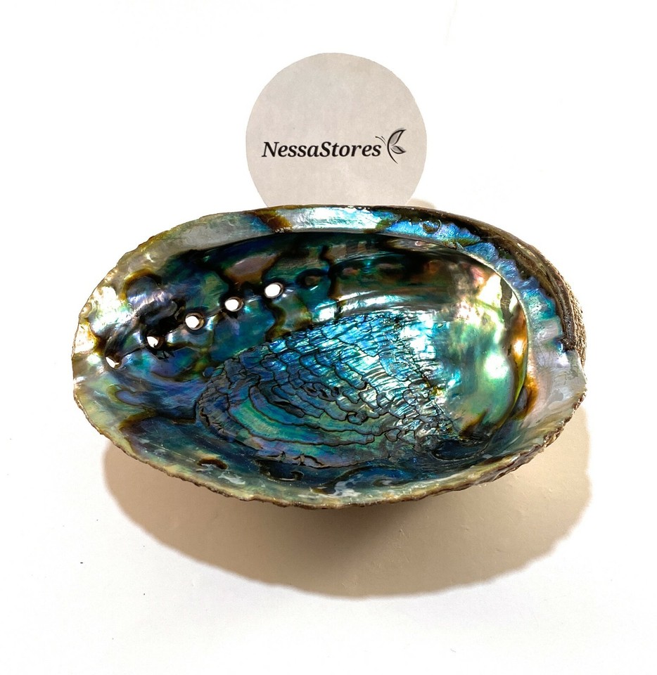 Green Abalone Sea Shell One Side Polished Beach Craft 7" - 8" (10 pcs ...