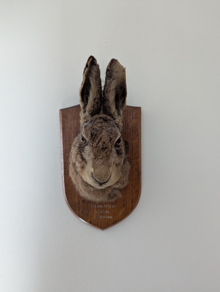 Taxidermy Hare Head Mole Rabbit Fox | eBay UK