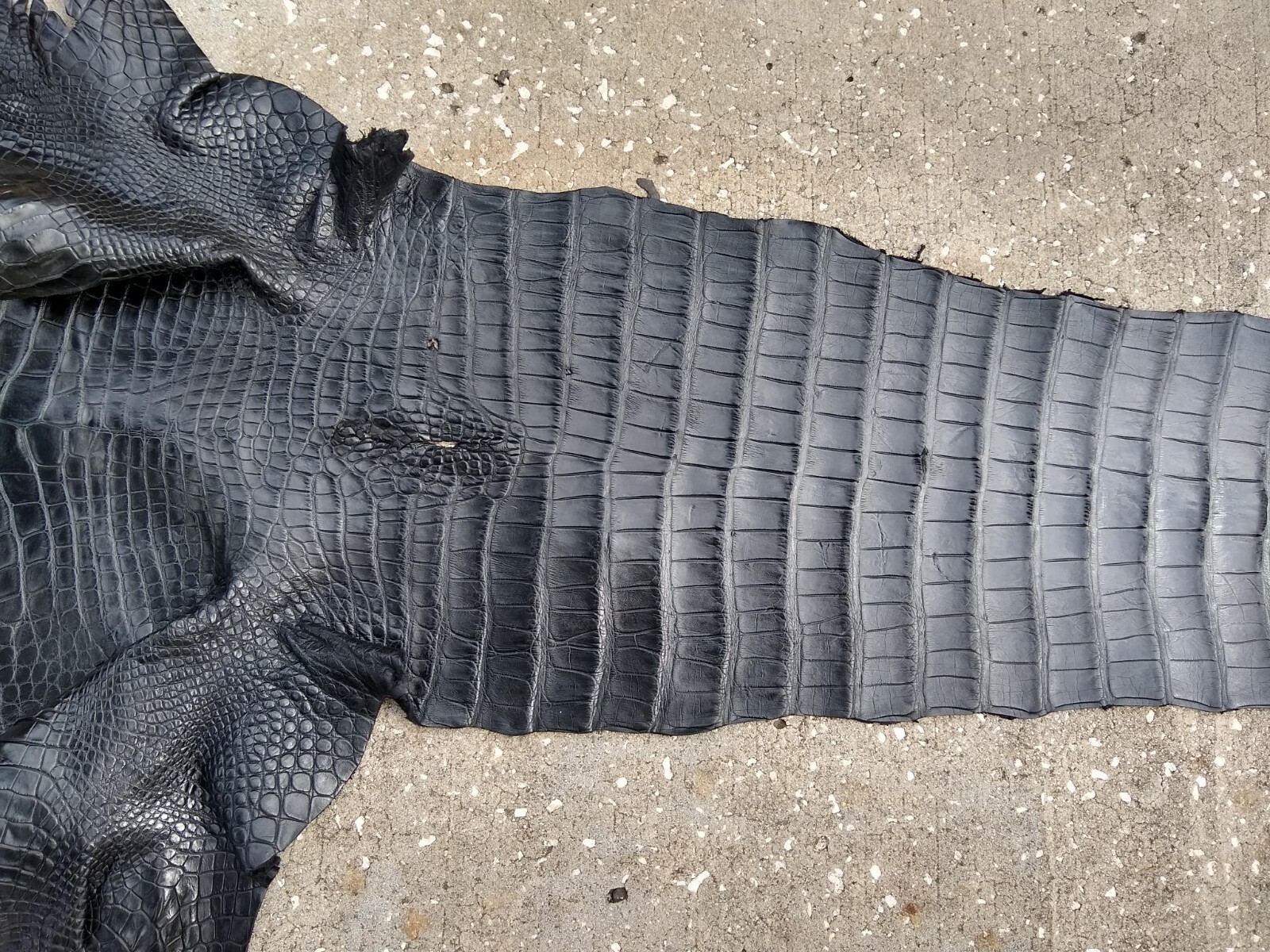 Genuine American Alligator gator Hide Skin Pelt swamp leather accent ...