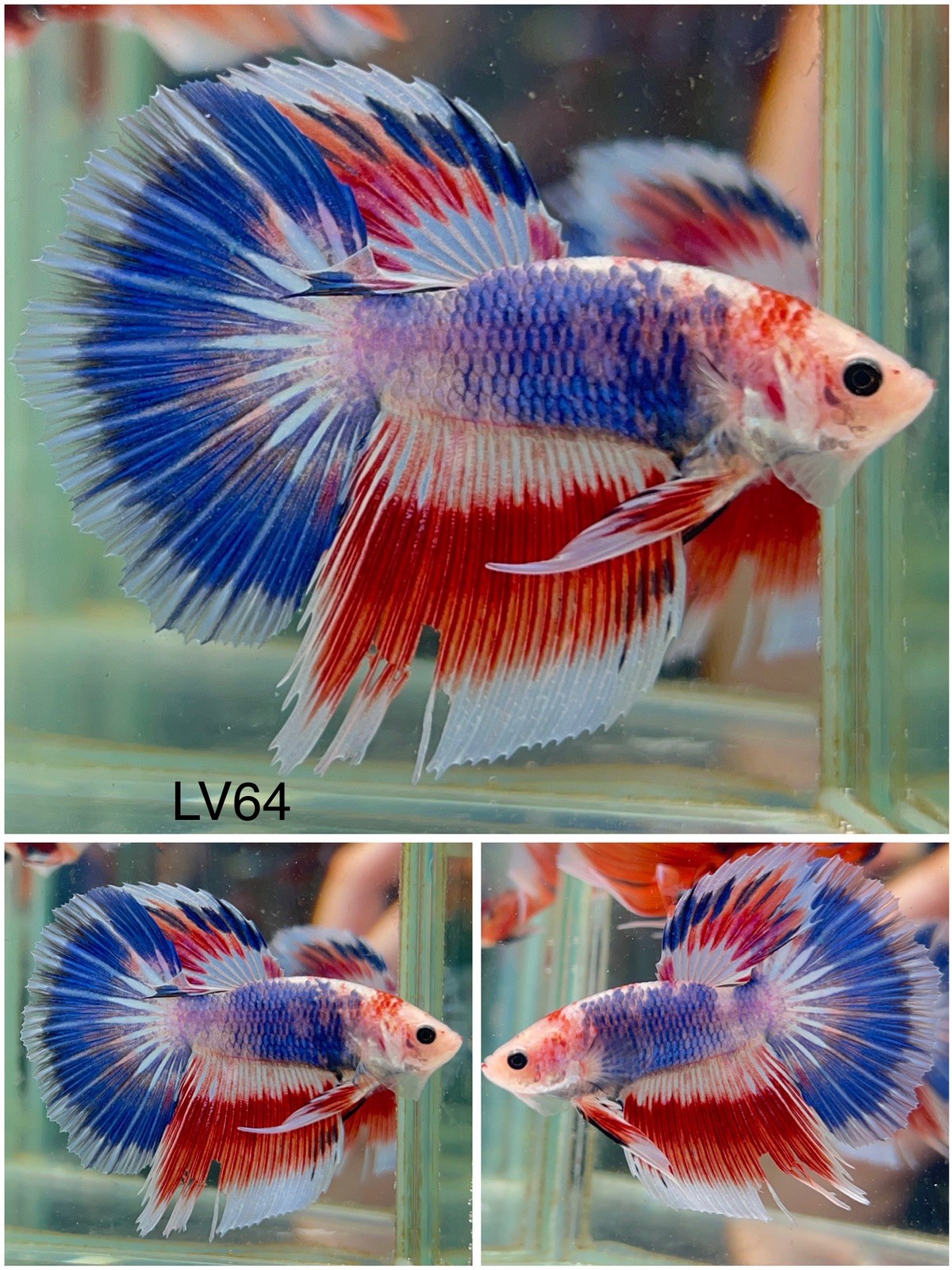 Male Betta Live Fish - Koi Candy Galaxy Halfmoon - LV64 - High Quality ...