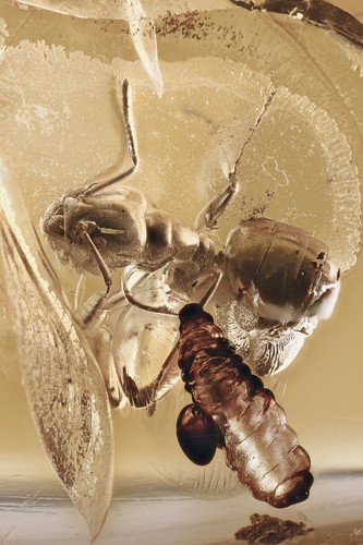 ADULT & LARVAE Ants FORMICIDAE Fossil Inclusion BALTIC AMBER + HQ Pic ...