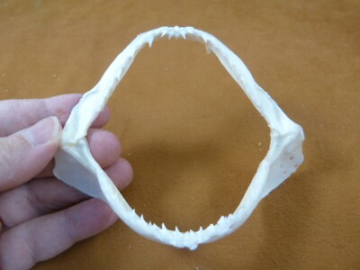 SJ-0000-11 Atlantic Sharpnose SHARK 4.5" jaw teeth Rhizoprionodon ...