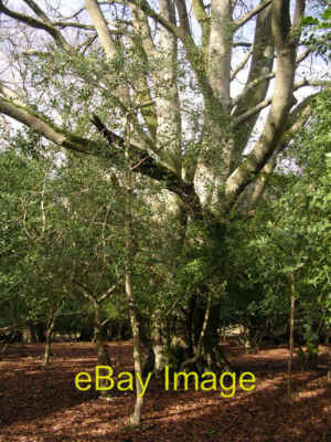 Photo 6x4 Ancient beech pollard in Queen North Wood New Forest Fritham ...