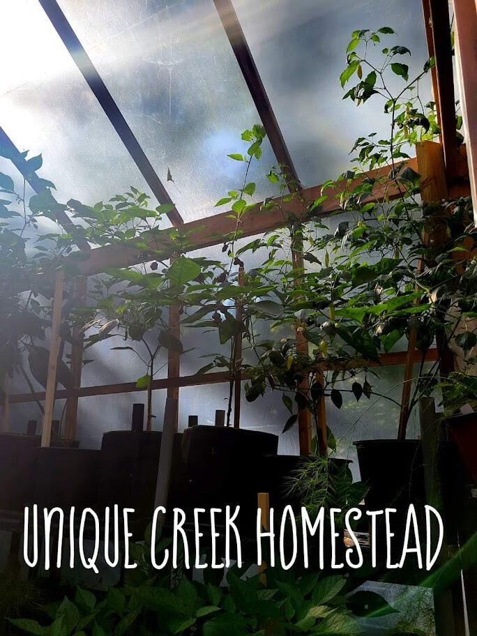 SNOW WHITE TOMATO Seeds Organically Grown Unique Creek Homestead ...