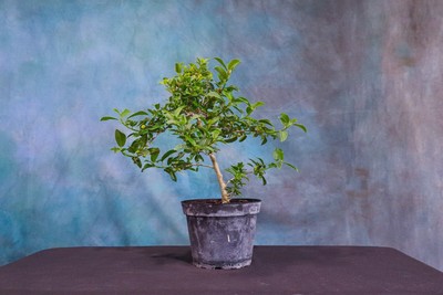 FICUS BURTT-DAVYI 'NANA' Pre-Bonsai Tree! Hardy Bonsai Material! | eBay